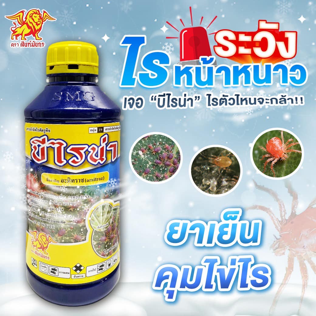 สิงห์มังกร - บีไรน่า