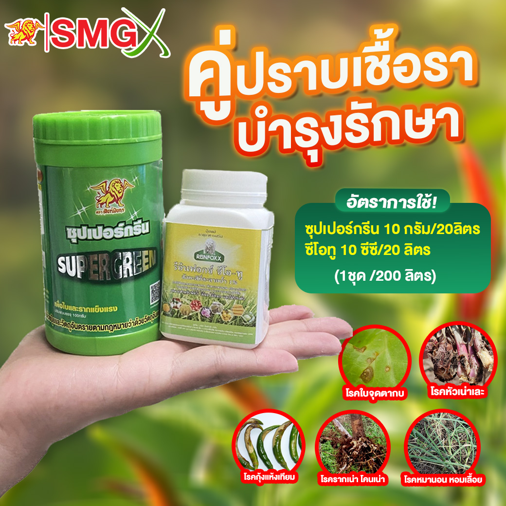 สิงห์มังกร - โมเจนซี่
